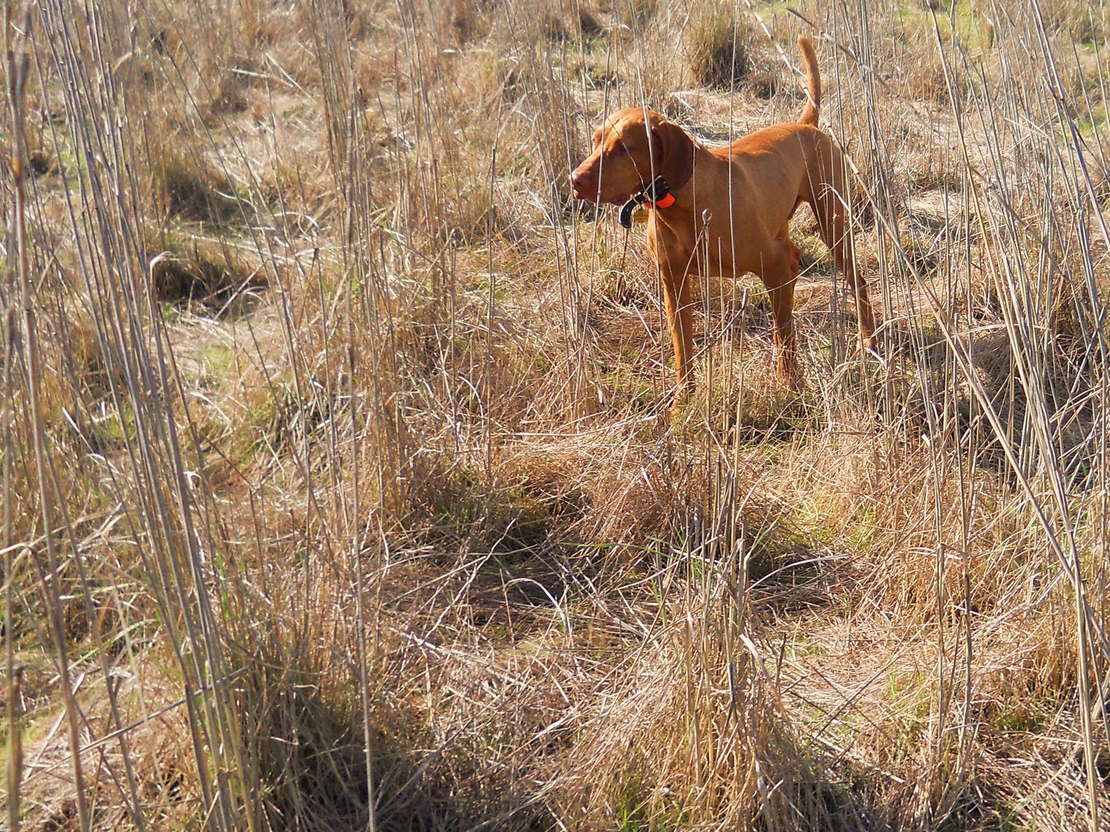 redbirddog - a hungarian pointer (vizsla) blog: On Point - A Pheasant ...