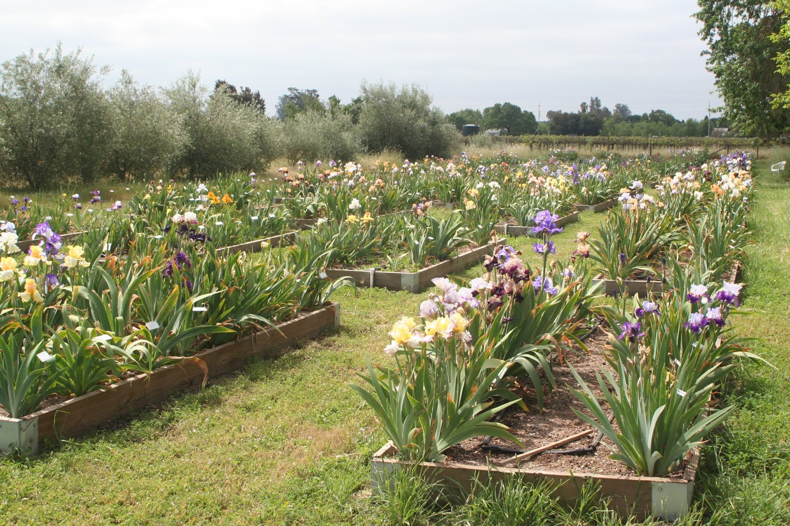 World of Irises: April 2019