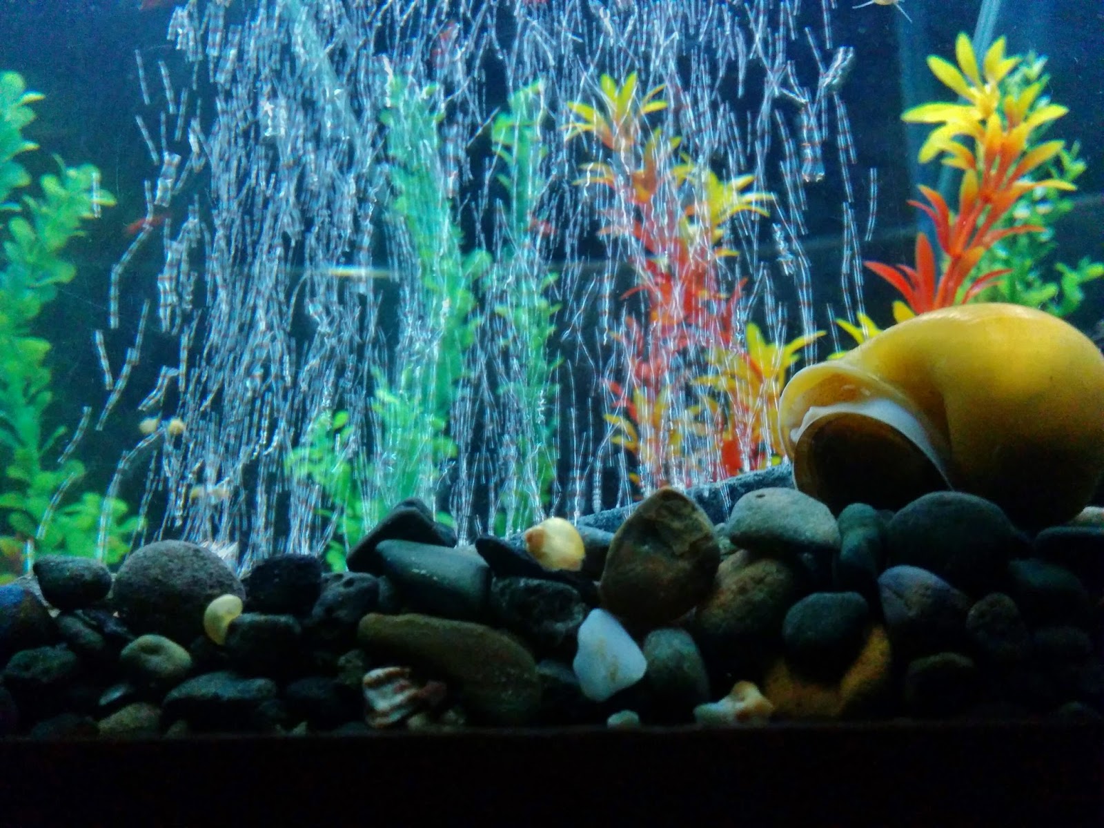 Para No Hacerte Largo El Cuento: La pecera