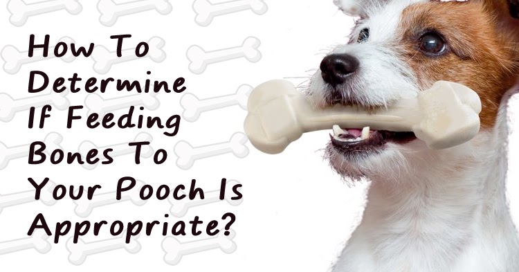 BudgetPetWorld: How To Determine If Feeding Bones To Your Pooch Is ...