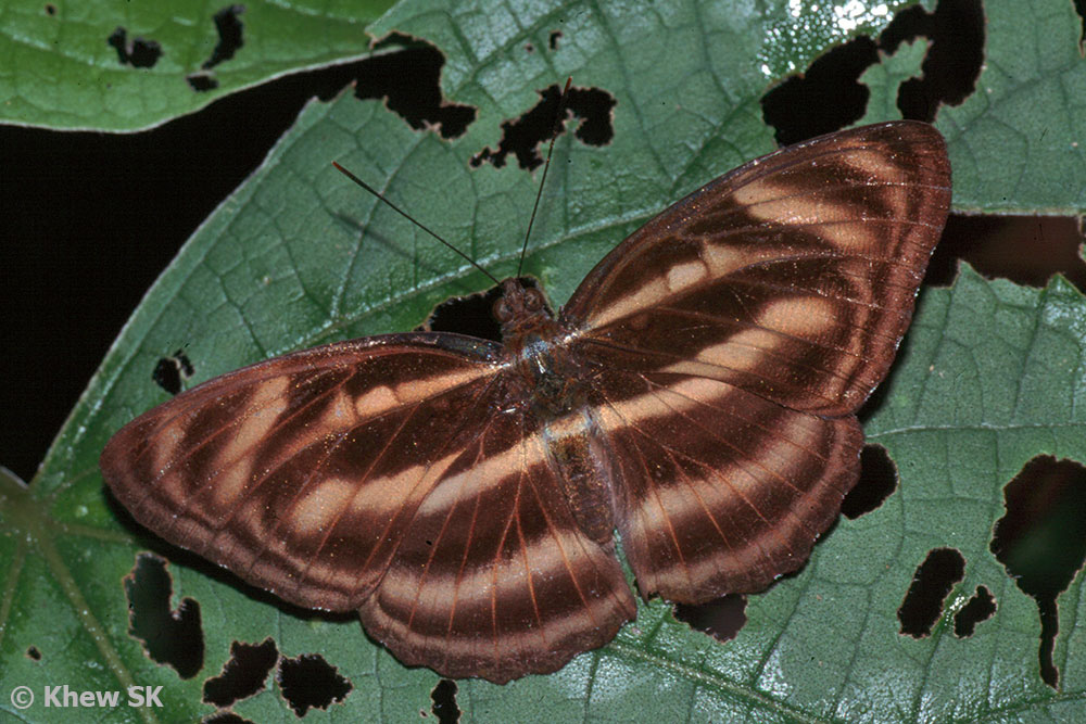 Butterflies of Singapore: Sergeants of Singapore