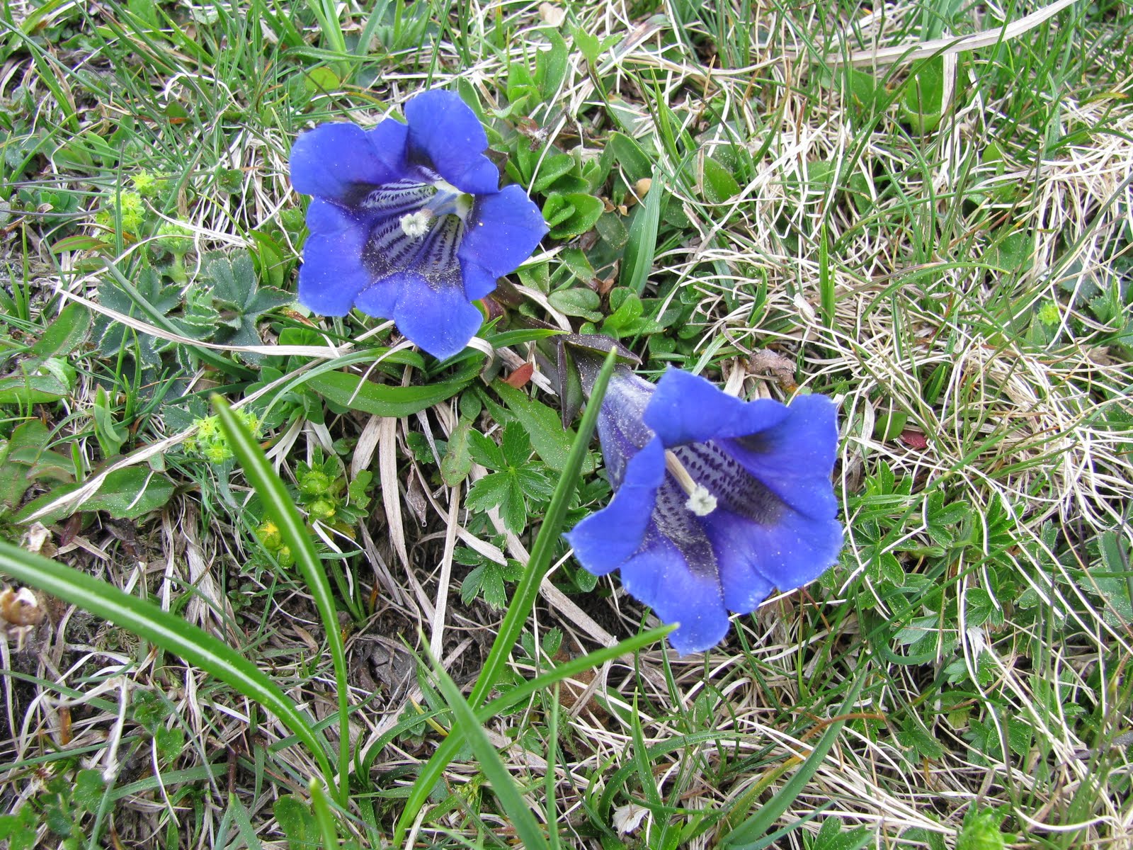 betima-photos: Modrina na planini