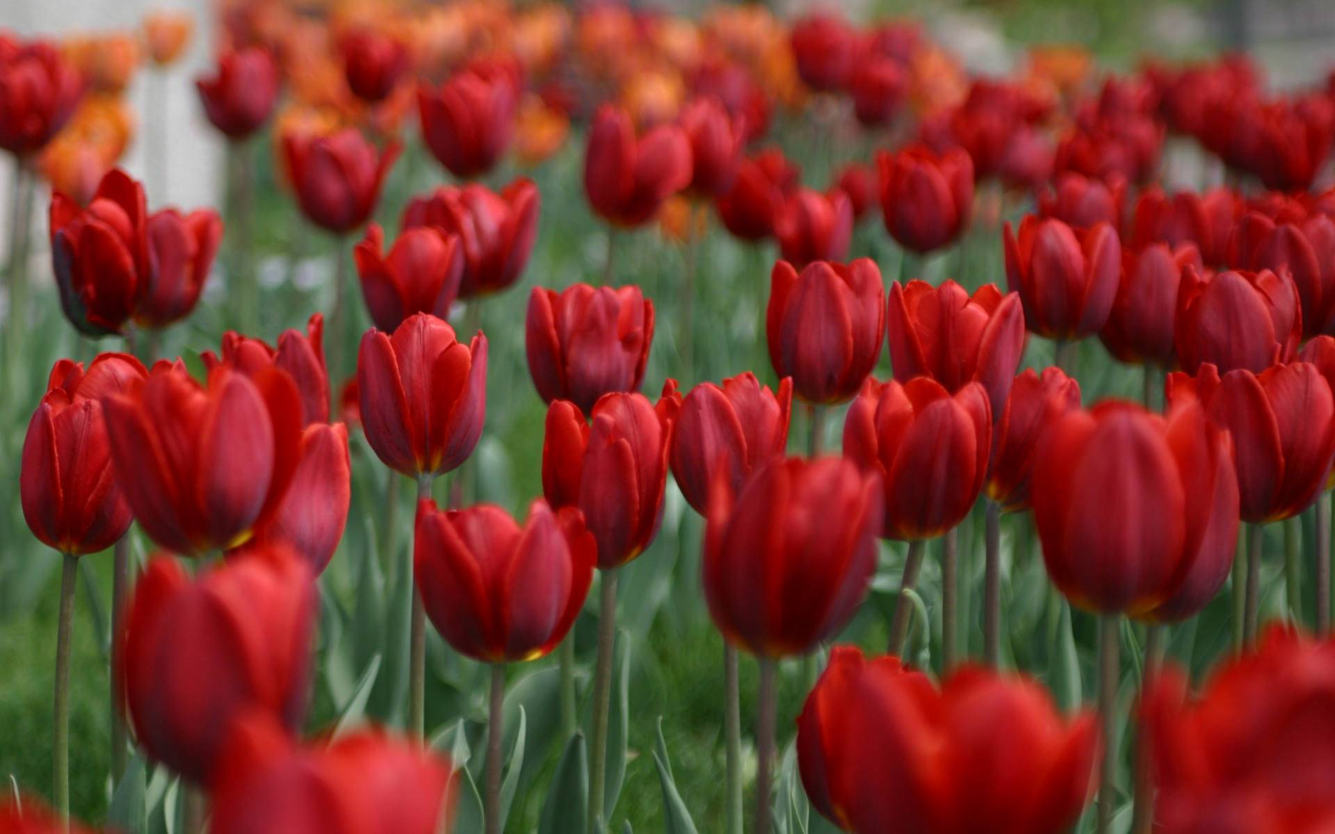 Beautiful Tulips Wallpapers