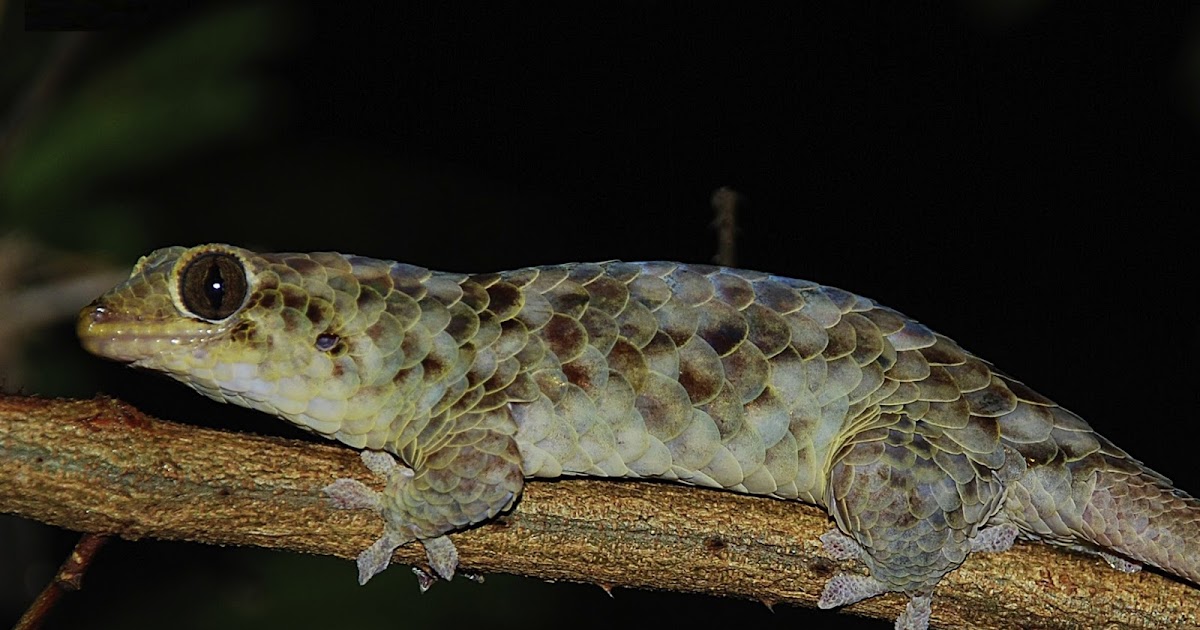 Species New to Science: [Herpetology • 2017] Geckolepis megalepis • Off ...