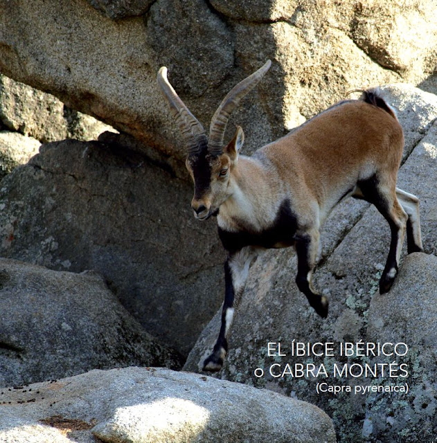 XOOWMAGAZINE: XOOWMAGAZINE29 P267 #xoownature ÍBICE IBÉRICO