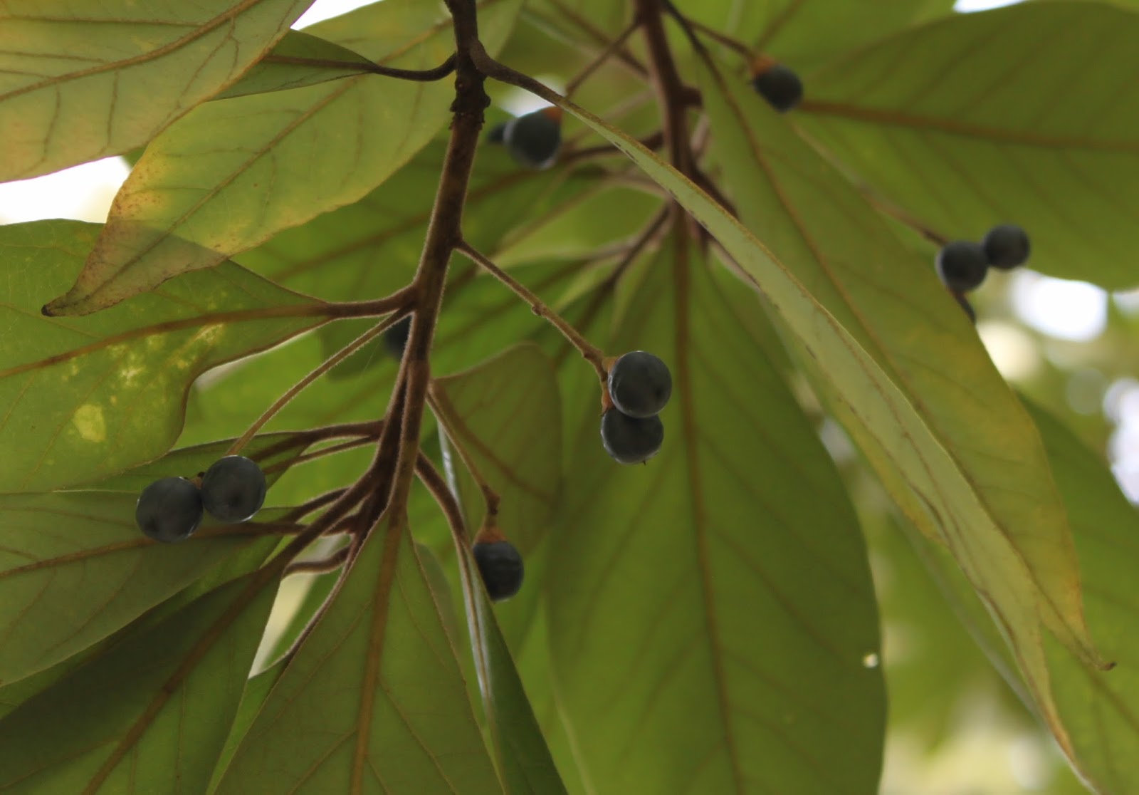 Centenary College Arboretum: Tree of the Week: Red Bay (Persea borbonia)