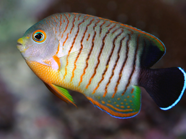 Fish Index: Red Stripe Angelfish (Centropyge eibli)