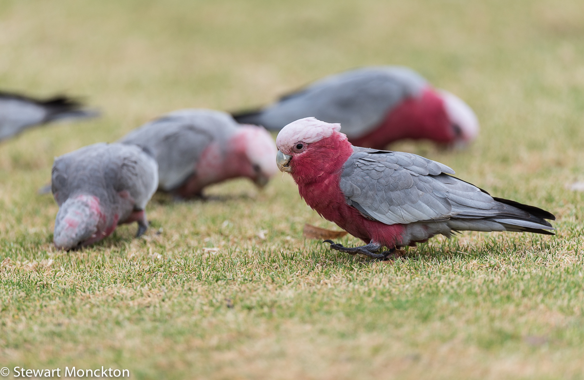 Paying Ready Attention - Photo Gallery: Wild Bird Wednesday 303 - Galah