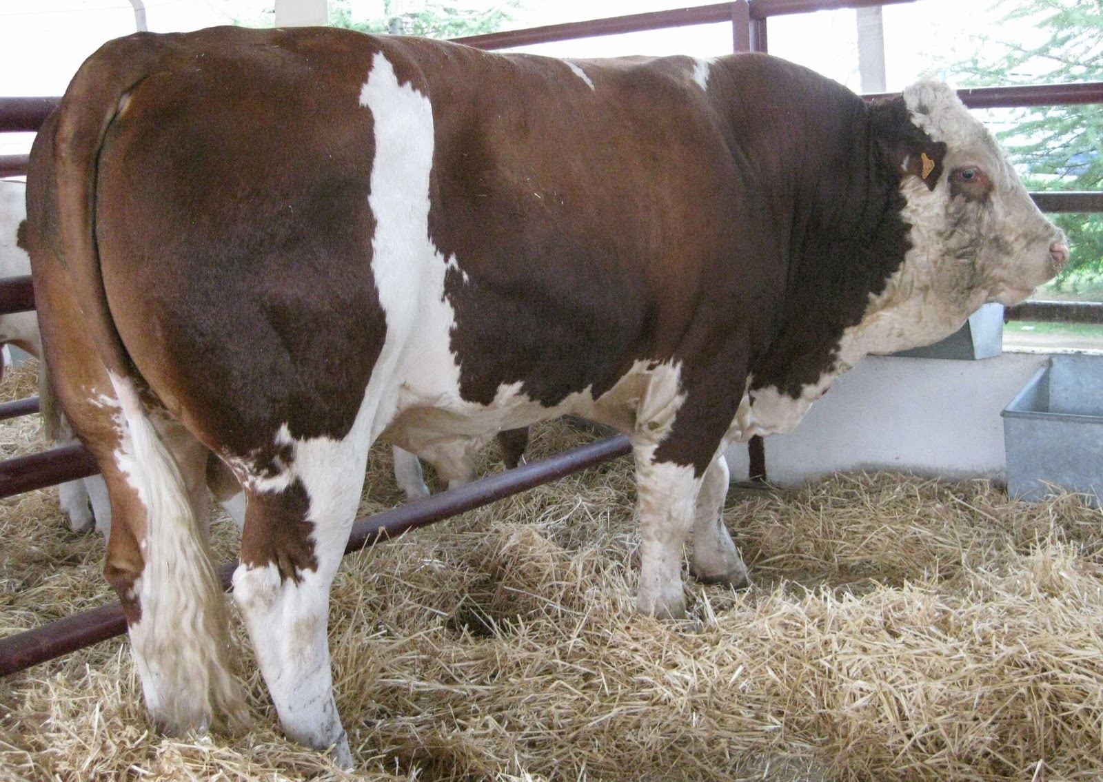 Asociación Nacional de Criadores de Ganado Vacuno Fleckvieh-Simmental ...