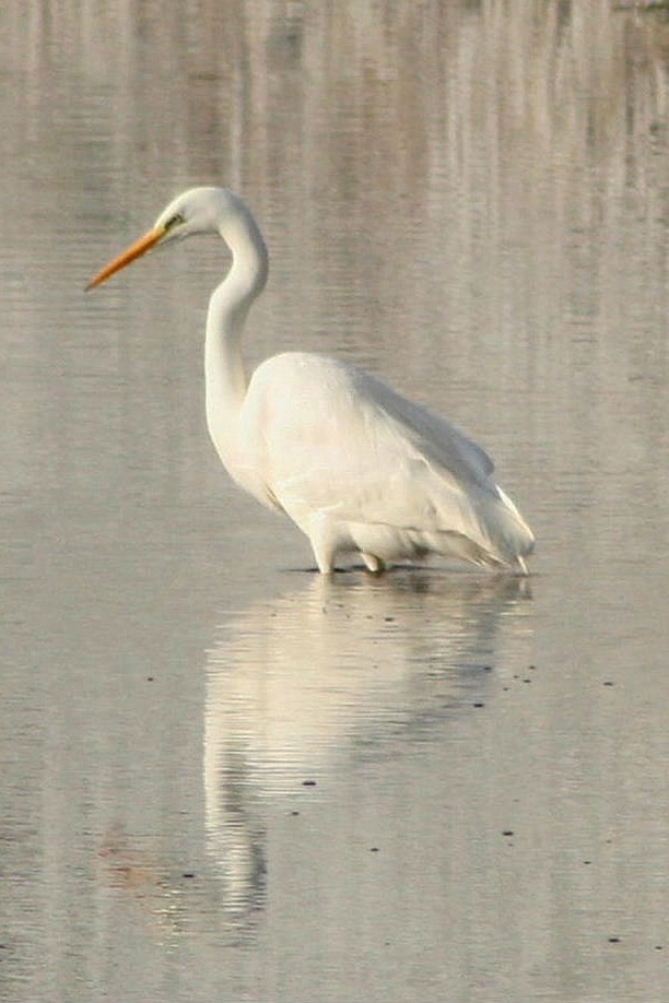 vogelsenzo: Grote zilverreiger in het Quirijnstokpark