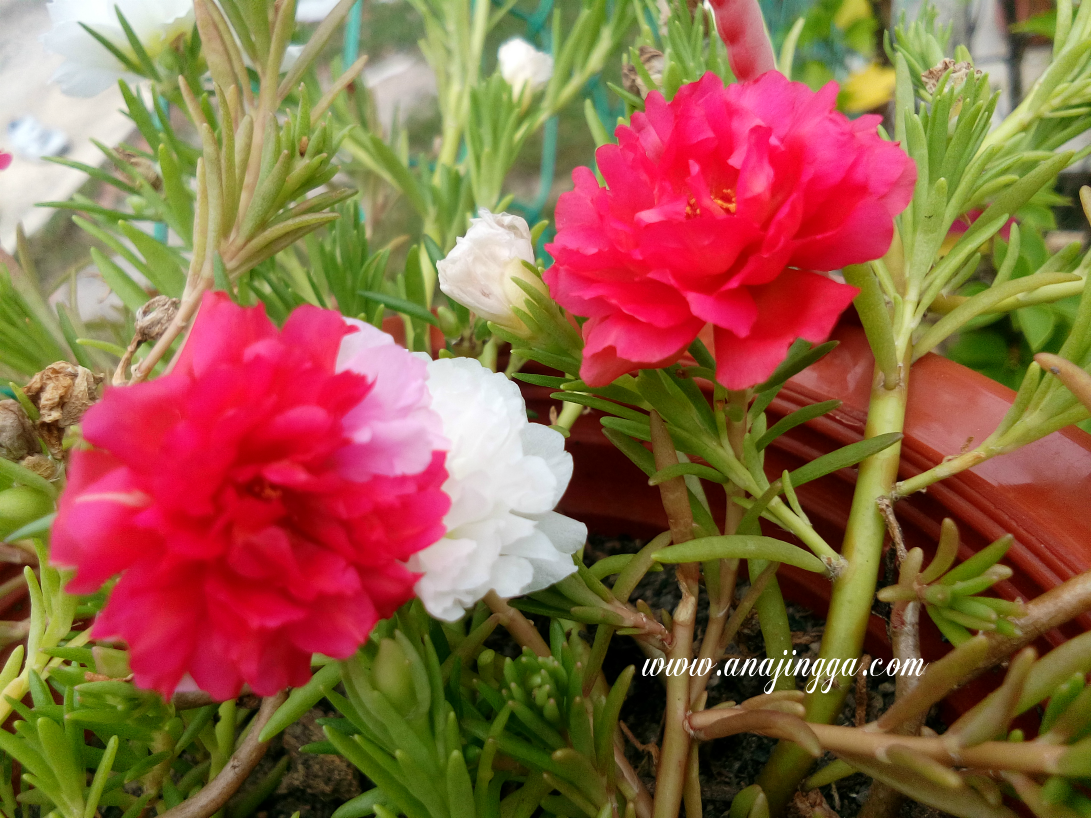 Dari Laman Desa Tercinta