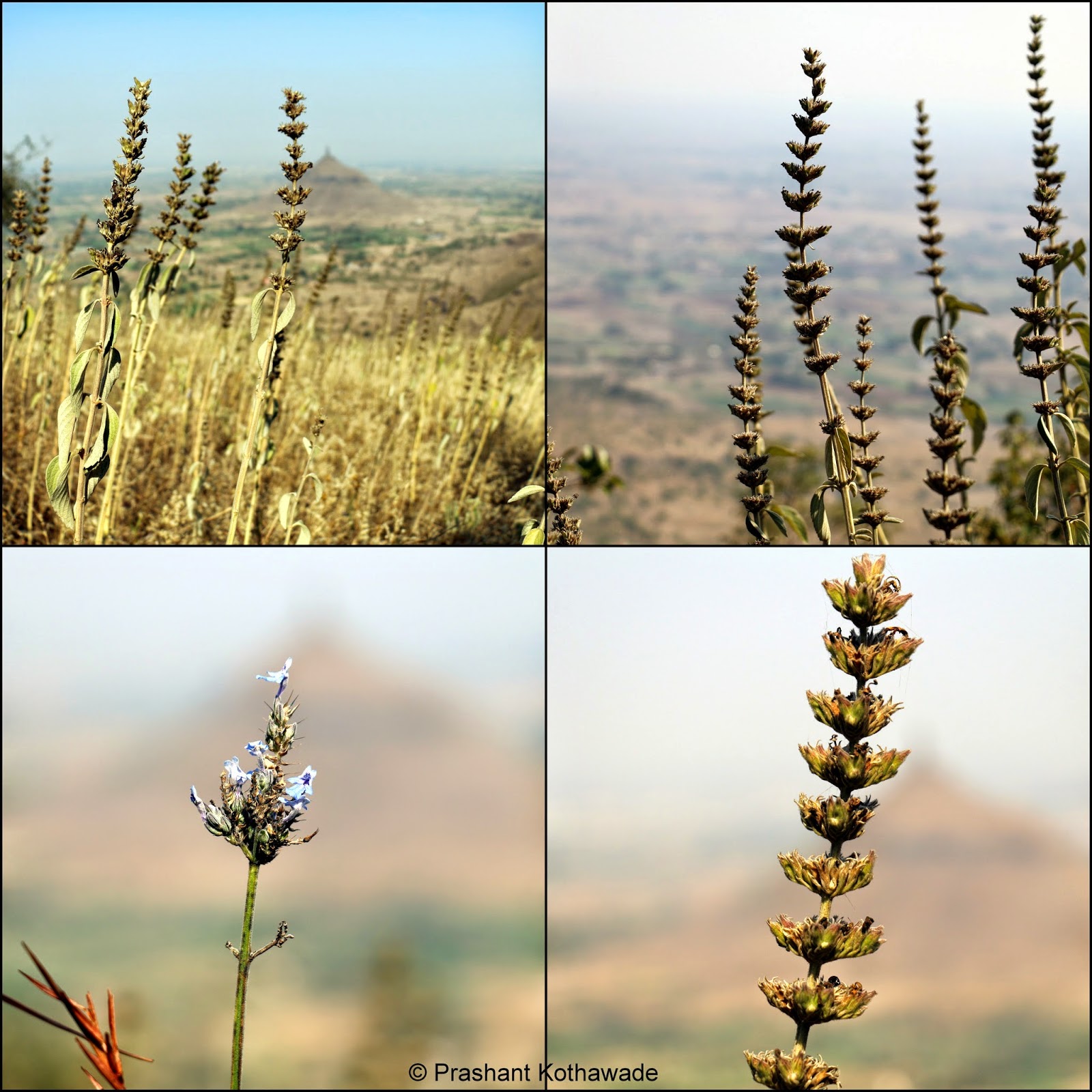 Prashant Kothawade's blogs: Hiking in Manmad Region -- Part 1 (Katra to ...