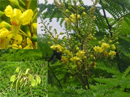 KHASIAT DAN MANFAAT KAYU SECANG UNTUK OSTEOPROSIS, ANTIOKSIDAN, BERSIH ... KHASIAT DAN MANFAAT KAYU SECANG UNTUK OSTEOPROSIS, ANTIOKSIDAN, BERSIH ...