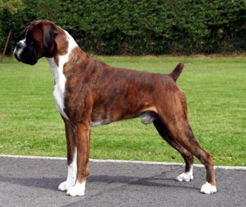 Sólo Bóxer: Orejas Erectas, Orejas Caídas o la Solución del DilemaEl ...