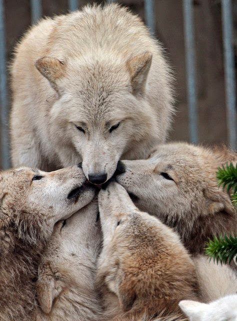 White Wolf : 30 Pictures That Will Make You Fall In Love With Wolves