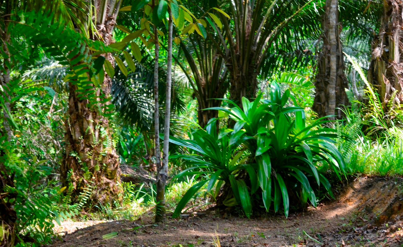 The Kambatik Park, Bintulu.: Undoubtedly it is the Pandanus dubius