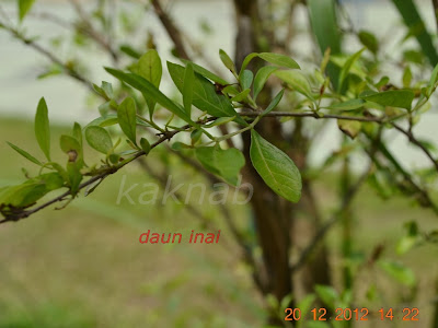 pokok herba,bunga, ulaman dan segala jenis tumbuhan: pokok inai