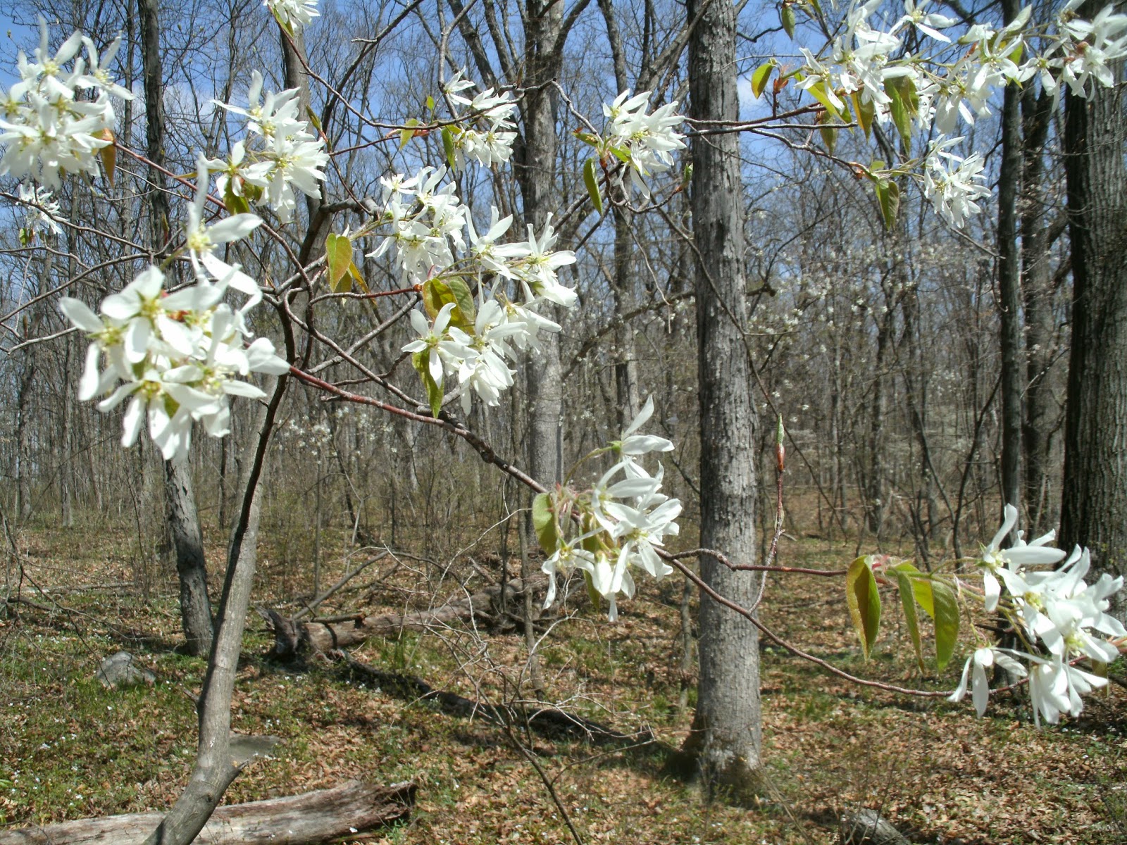 Lafayette Reporter: Juneberry in its native habitat