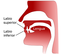 PHONETICS AND PHONOLOGY