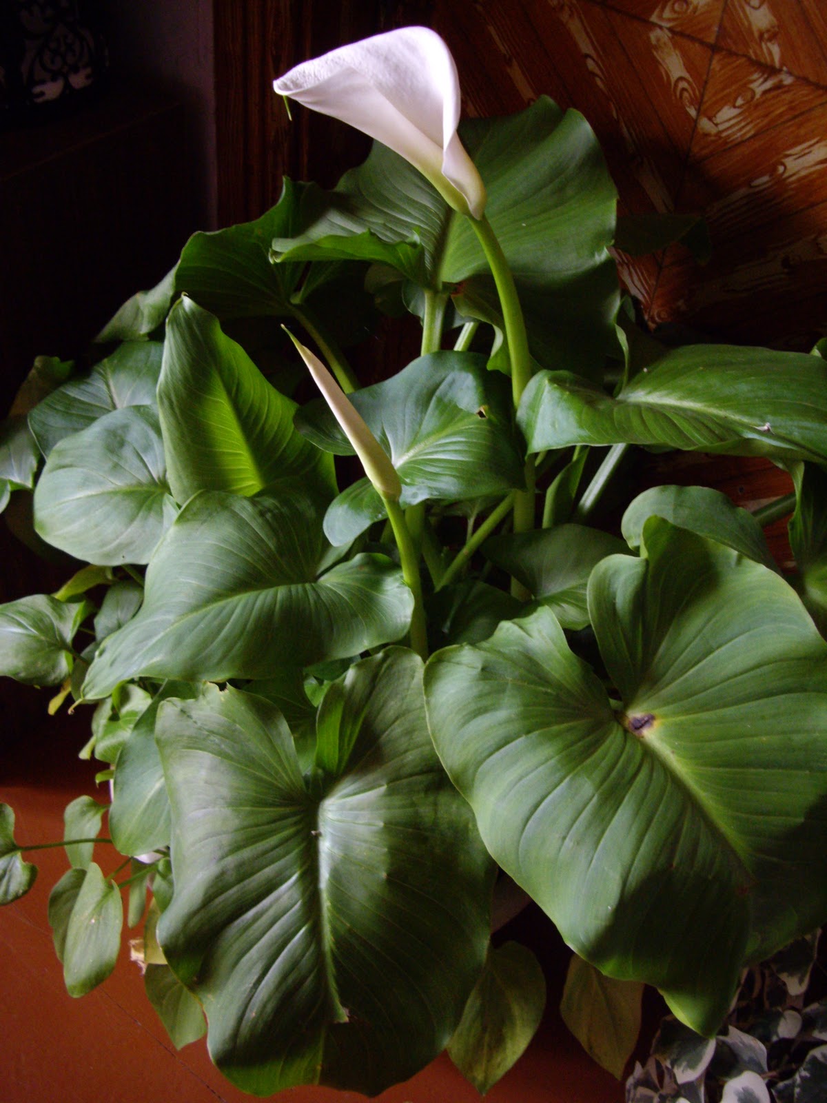 Liudvikos skrynia: Kalija