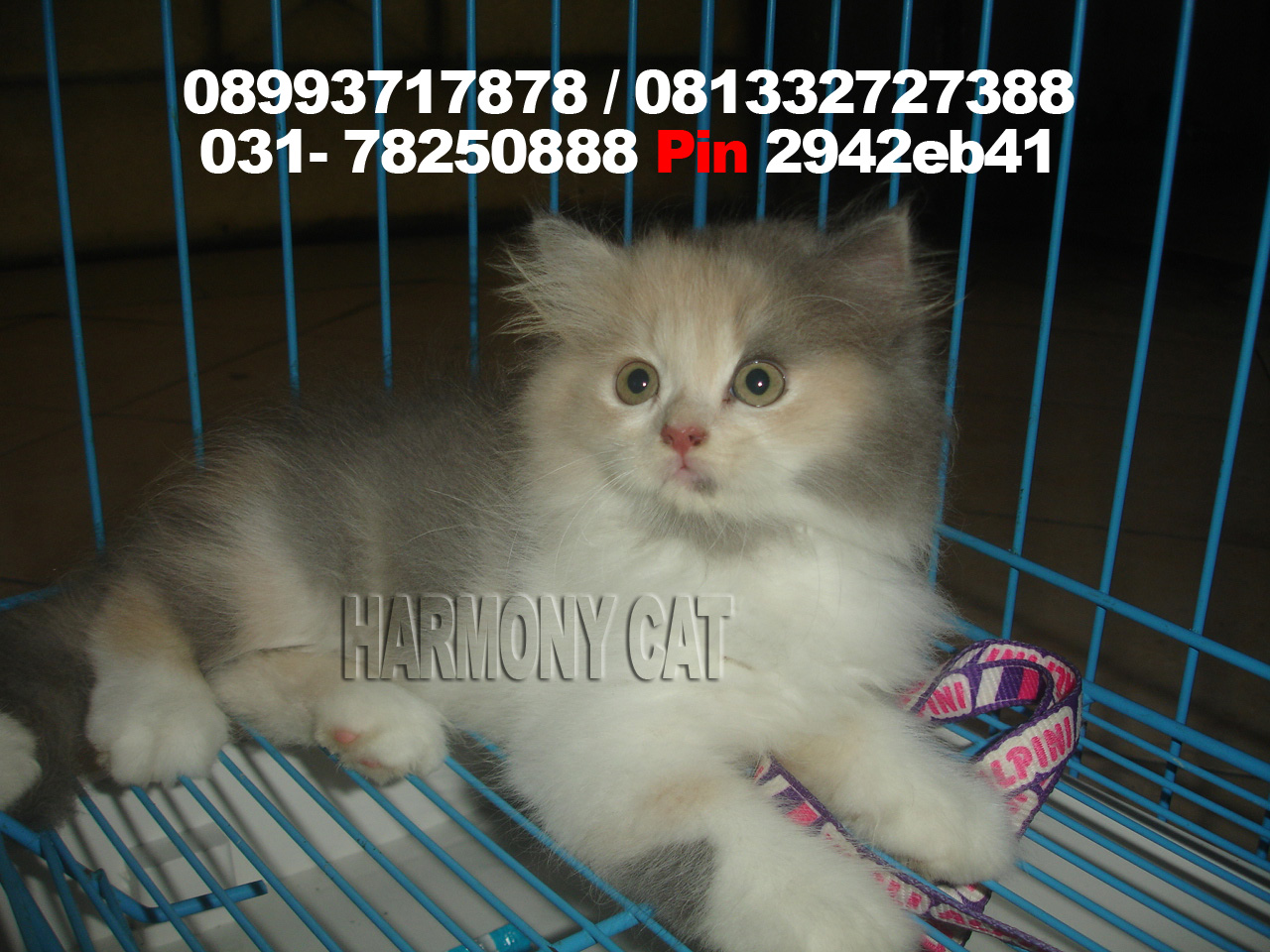 Hamster Dan Kucing Persia Murah Surabaya: DI JUAL KUCING BETINA DILUTE ...