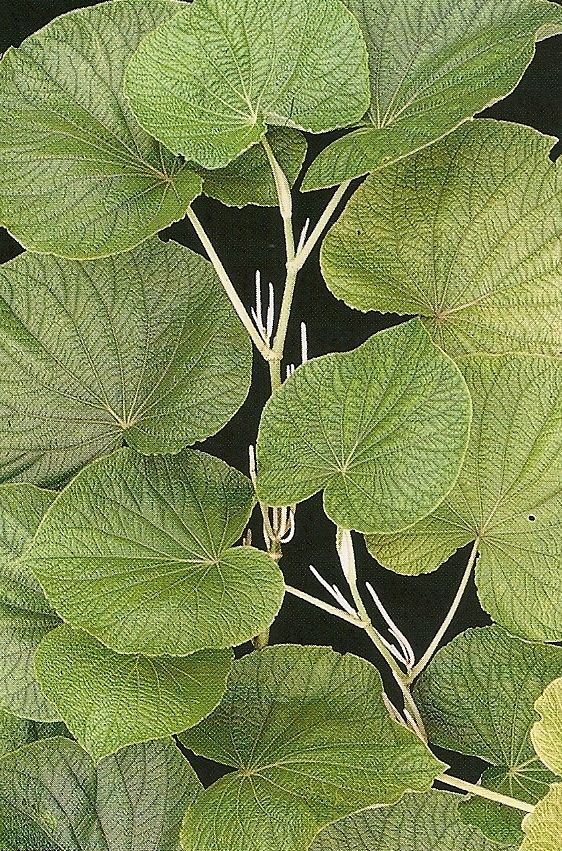 Pariparoba, plantas pancs. - O tacho da Pepa