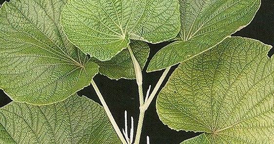 Pariparoba, plantas pancs. - O tacho da Pepa