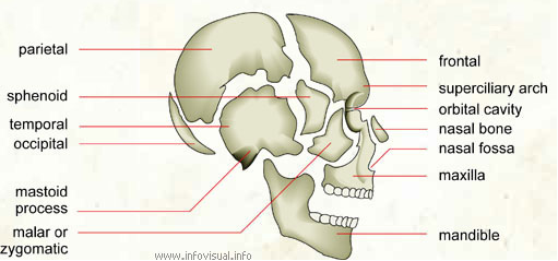 Sistem Muskoloskeletal: Anatomi Fisiologi Otot
