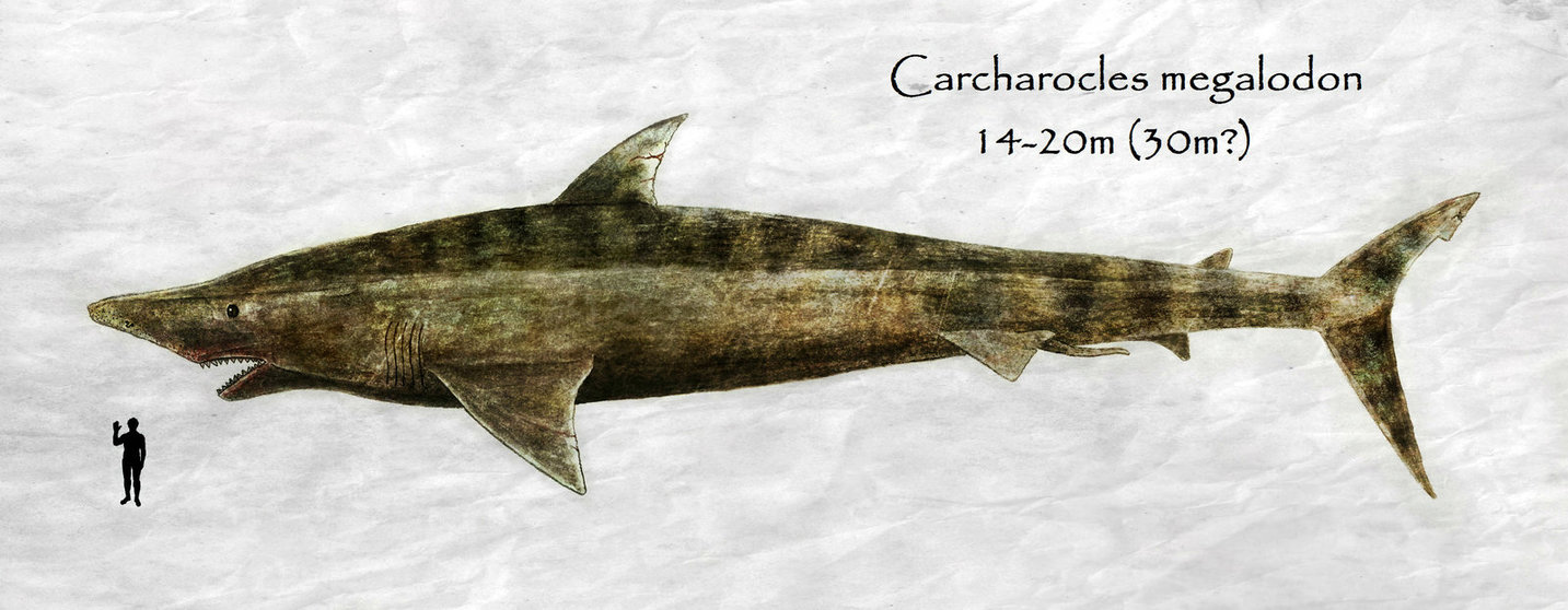 Kriptozoológia - Az állatvilág rejtélyes oldala: Ismertető ...