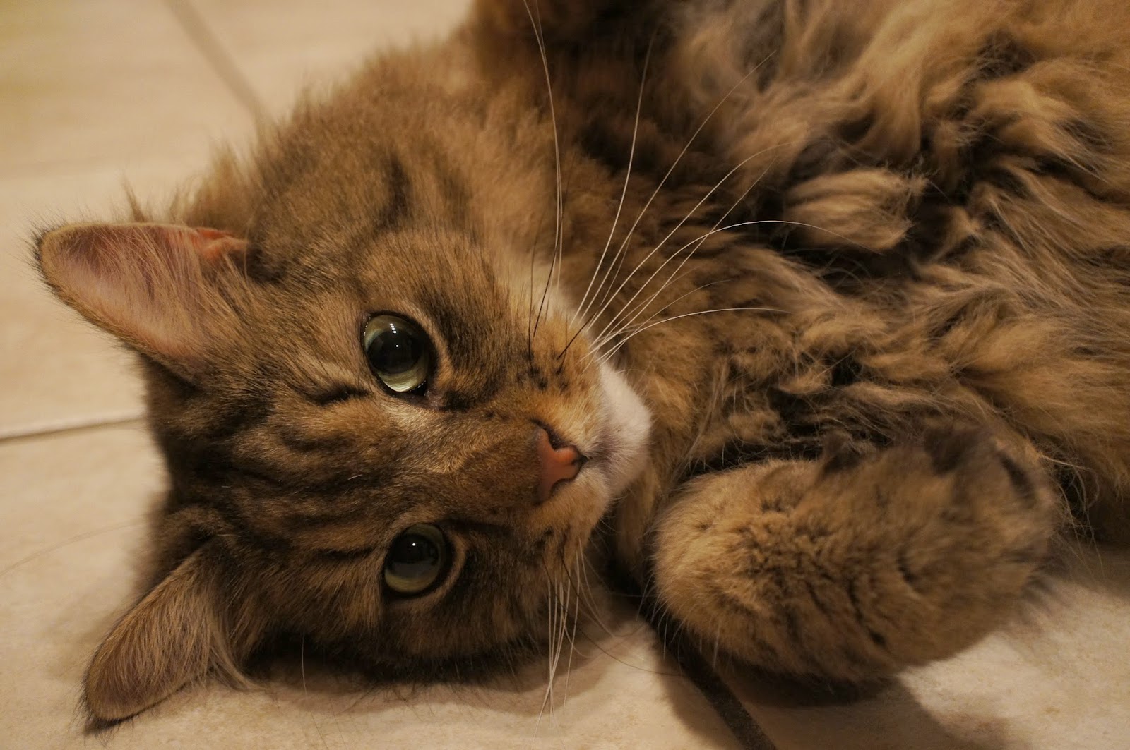 26 free domestic long hair cat public domain pictures