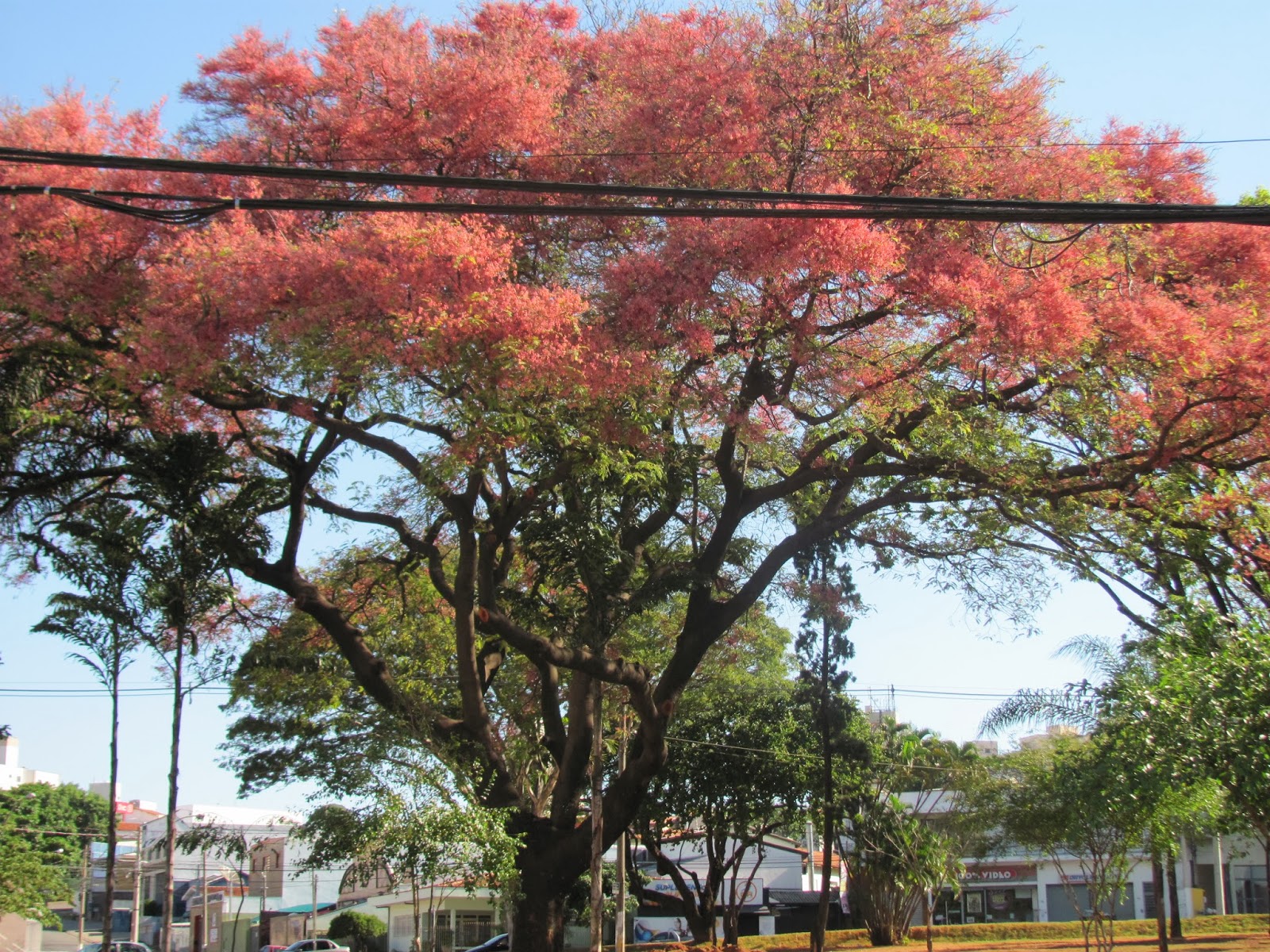 Clicks - Verdes: Cassia Grandis.....vulgo Cassia Rosa, Marimari