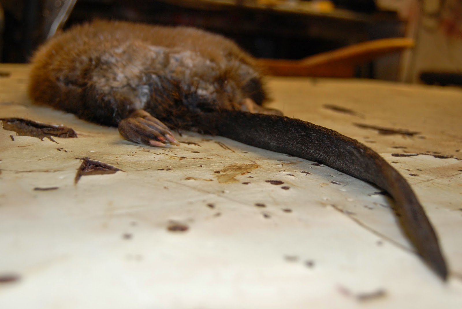 Carmel Hillbillies: Muskrat Trapping in Maine ~An Outdoors, Maine Post!