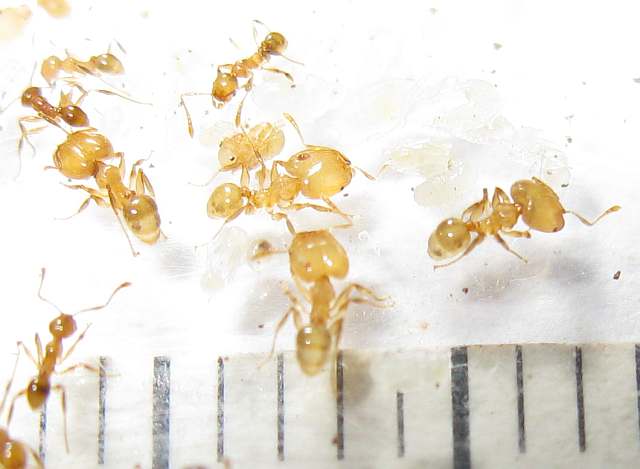 Photos and Info on Ants and Termites of Malaysia: Pheidole sp