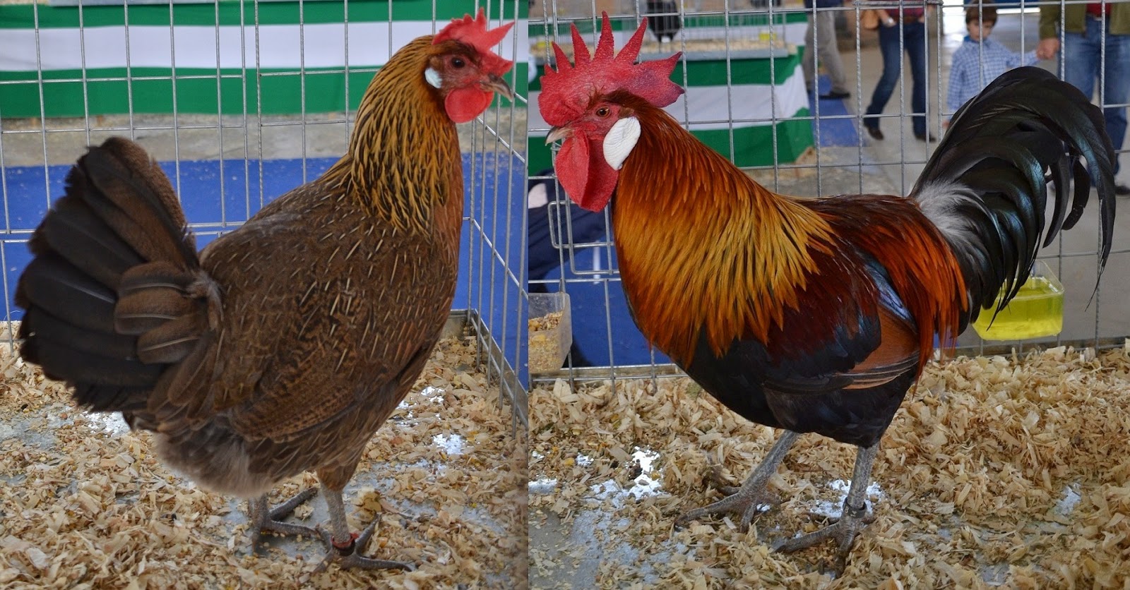 De España hasta los cantares: La gallina utrerana