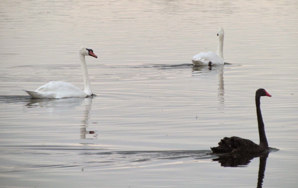 Natuur en Landschap..: Witte Zwanen,Zwarte Zwanen...