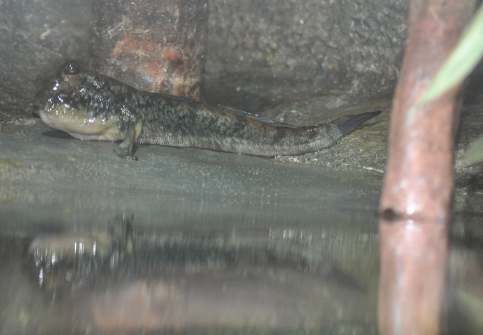 ZOOTOGRAFIANDO (6.100 ANIMALS): SALTARÍN DEL FANGO ATLÁNTICO / ATLANTIC ...