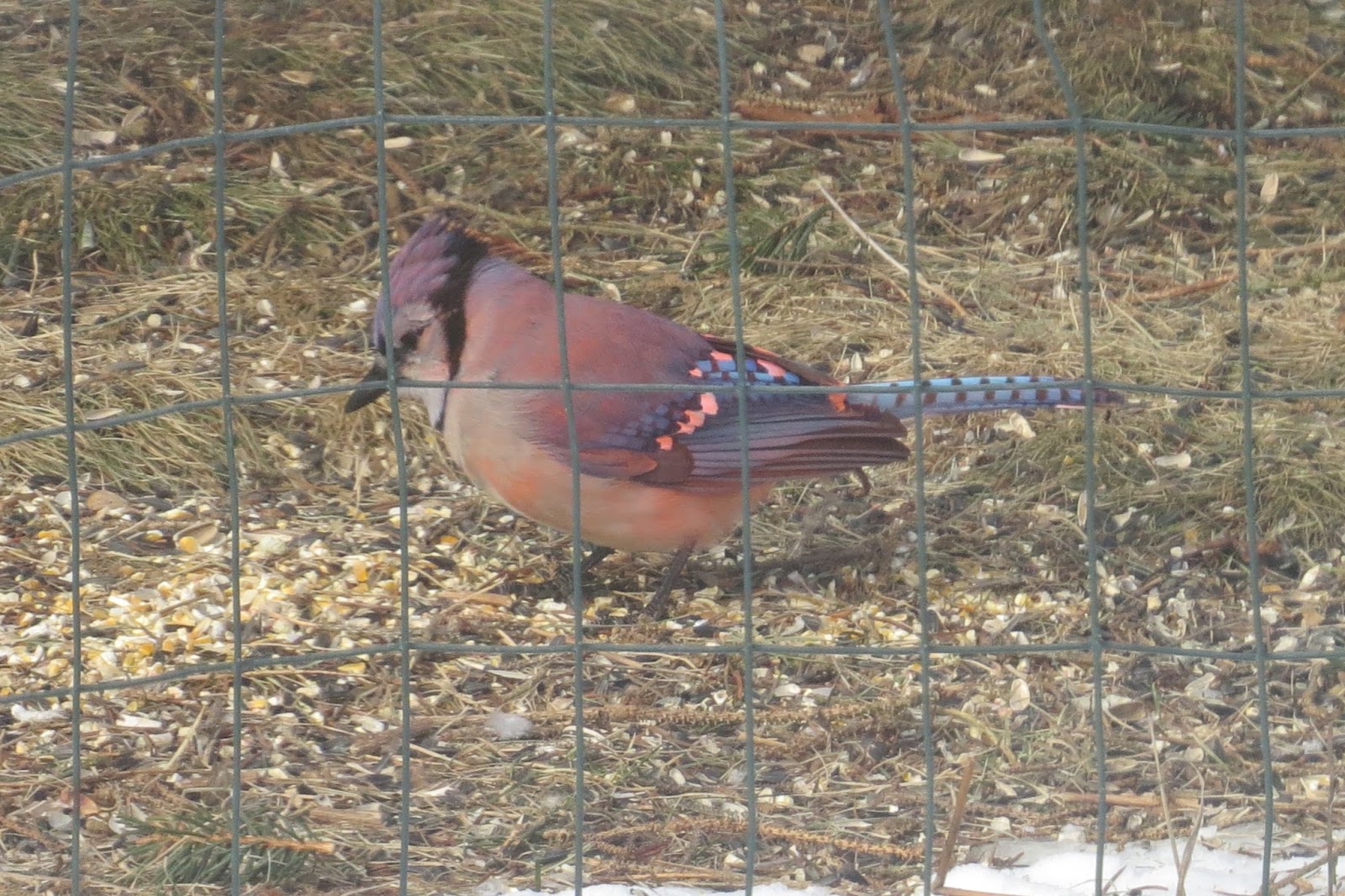Pink Jay Bird