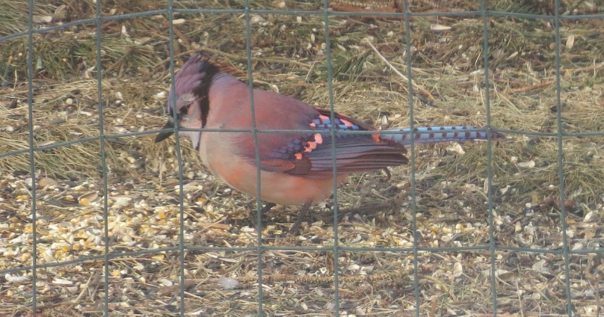 NorthernWings: Bizarre Pink Blue Jay