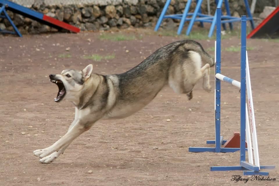 Perro Pastor Lobo Herreño: Perro Lobo Herreño