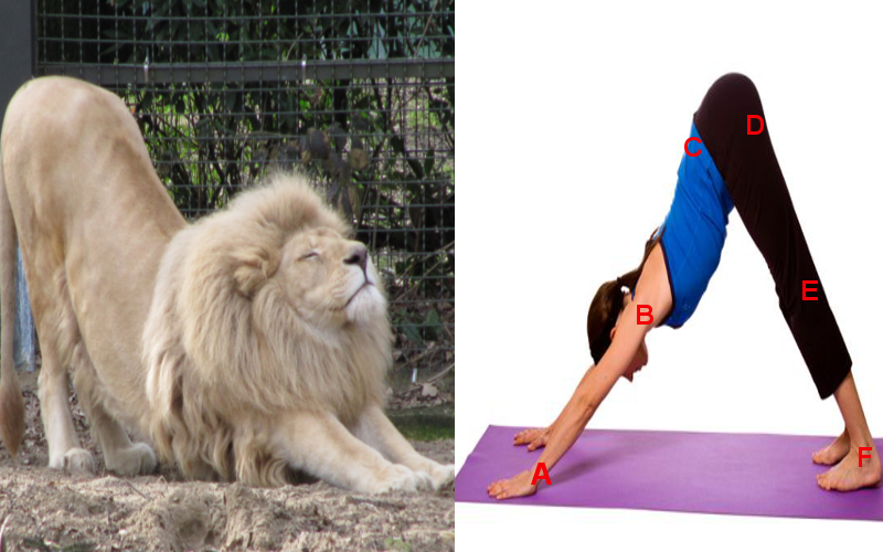 Secrets of Stretching: Stretching - animal instinct