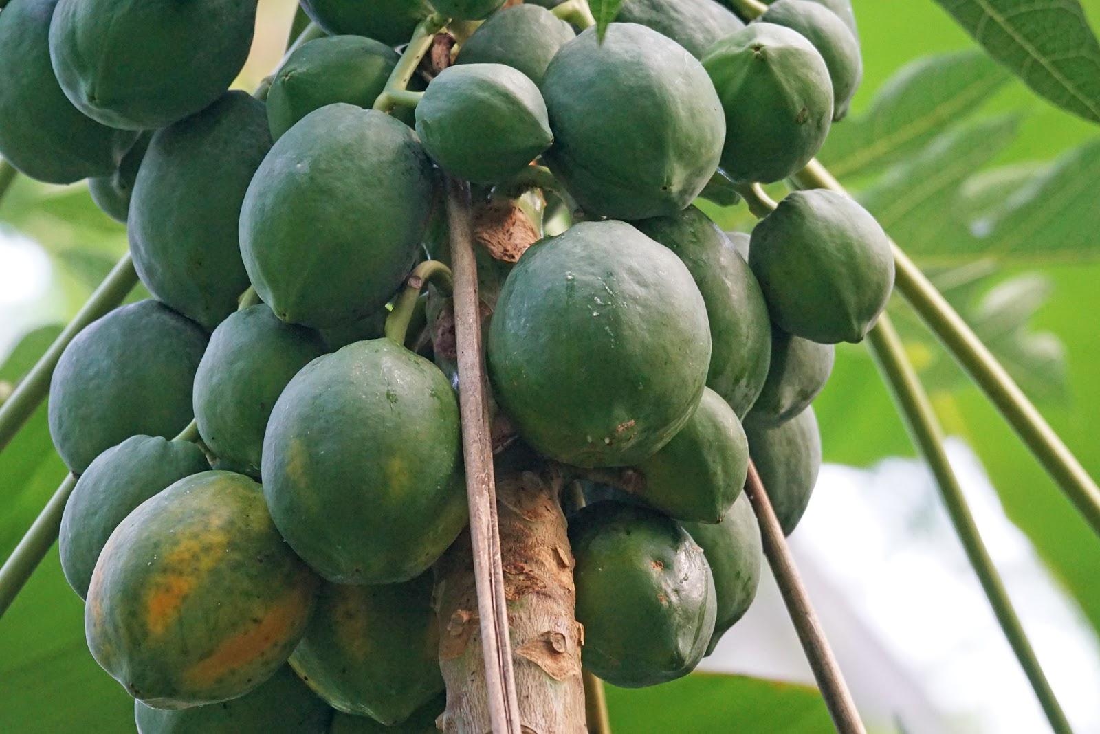 Health Benefits Of Eating Green Papaya health-benefits-of-eating-green-papaya