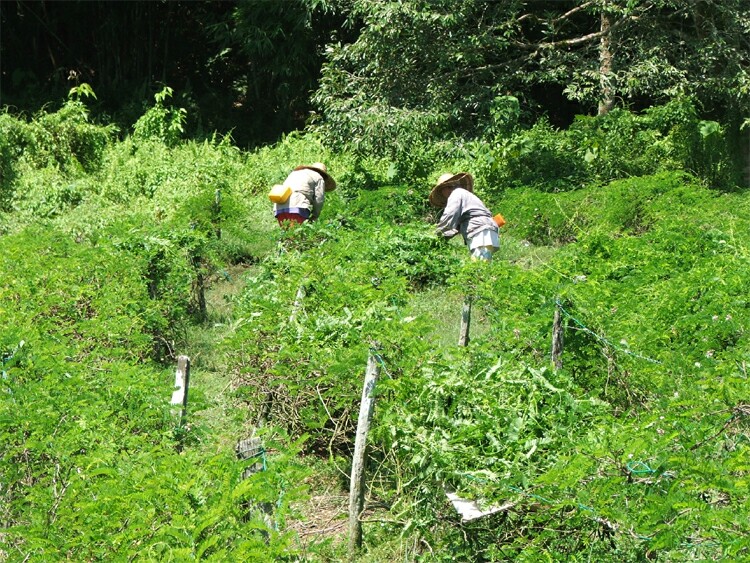 KOKOKAM Botanical Tea: 2011
