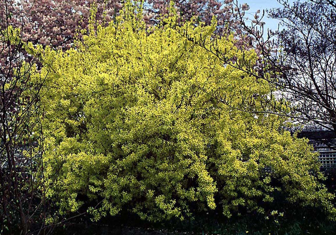 Beechwood Landscape Architecture and Construction: Spring Glory ...