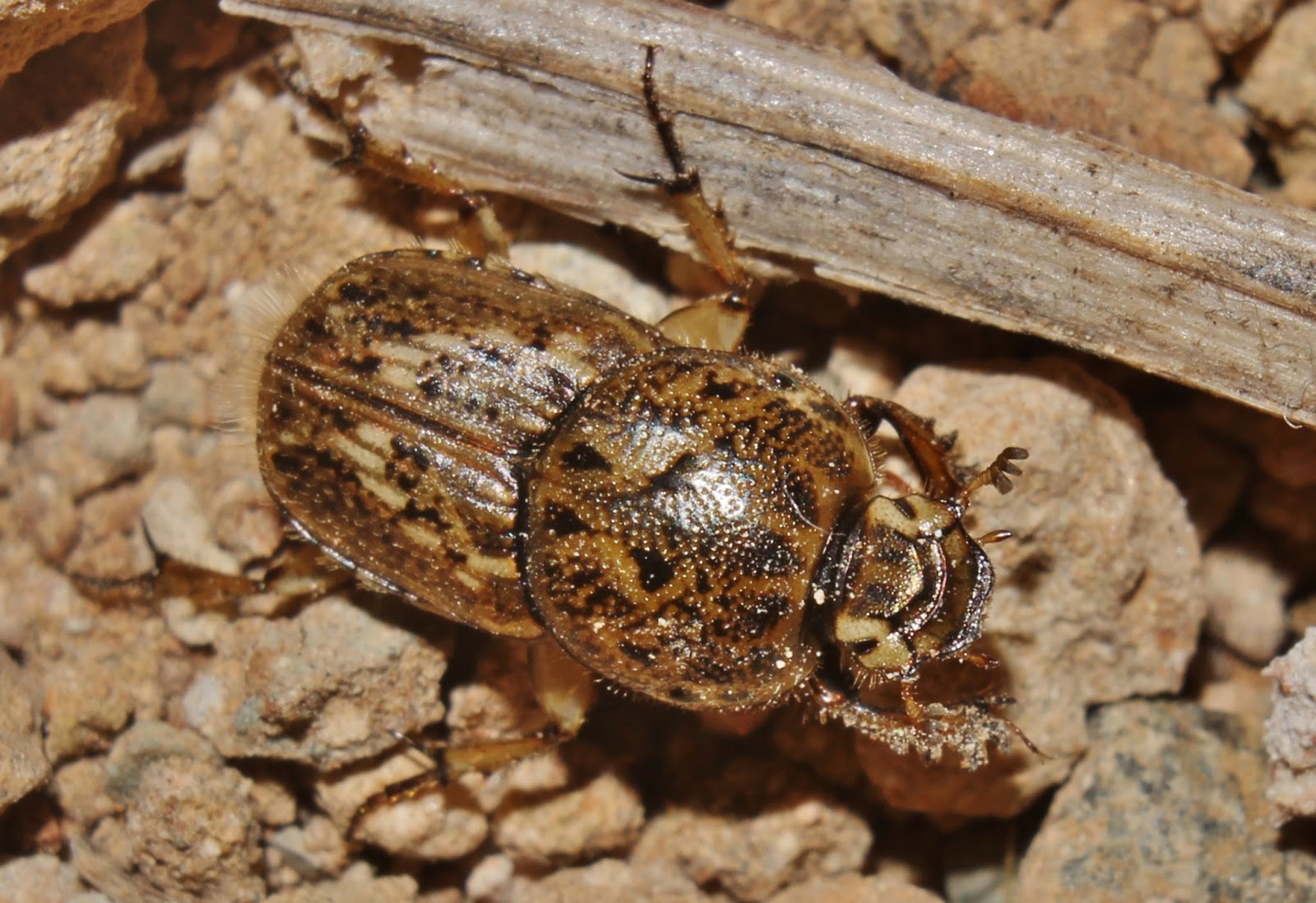 Biodiversity of Cyprus by NGO Protection of the Natural Heritage and ...