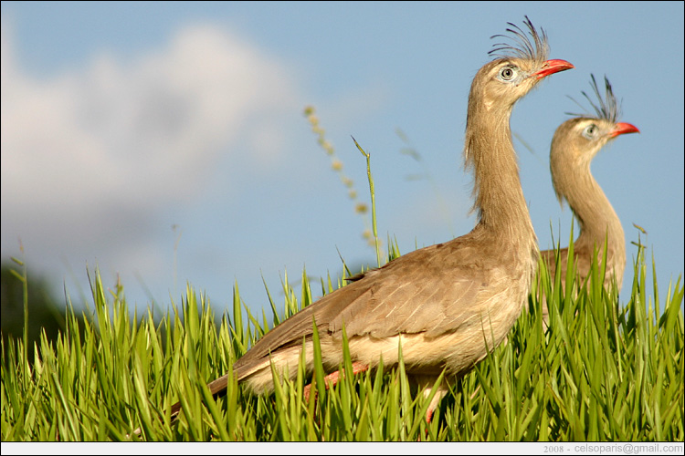 CIÊNCIAS NA ESTEFANA: SERIEMA (Cariama cristata)