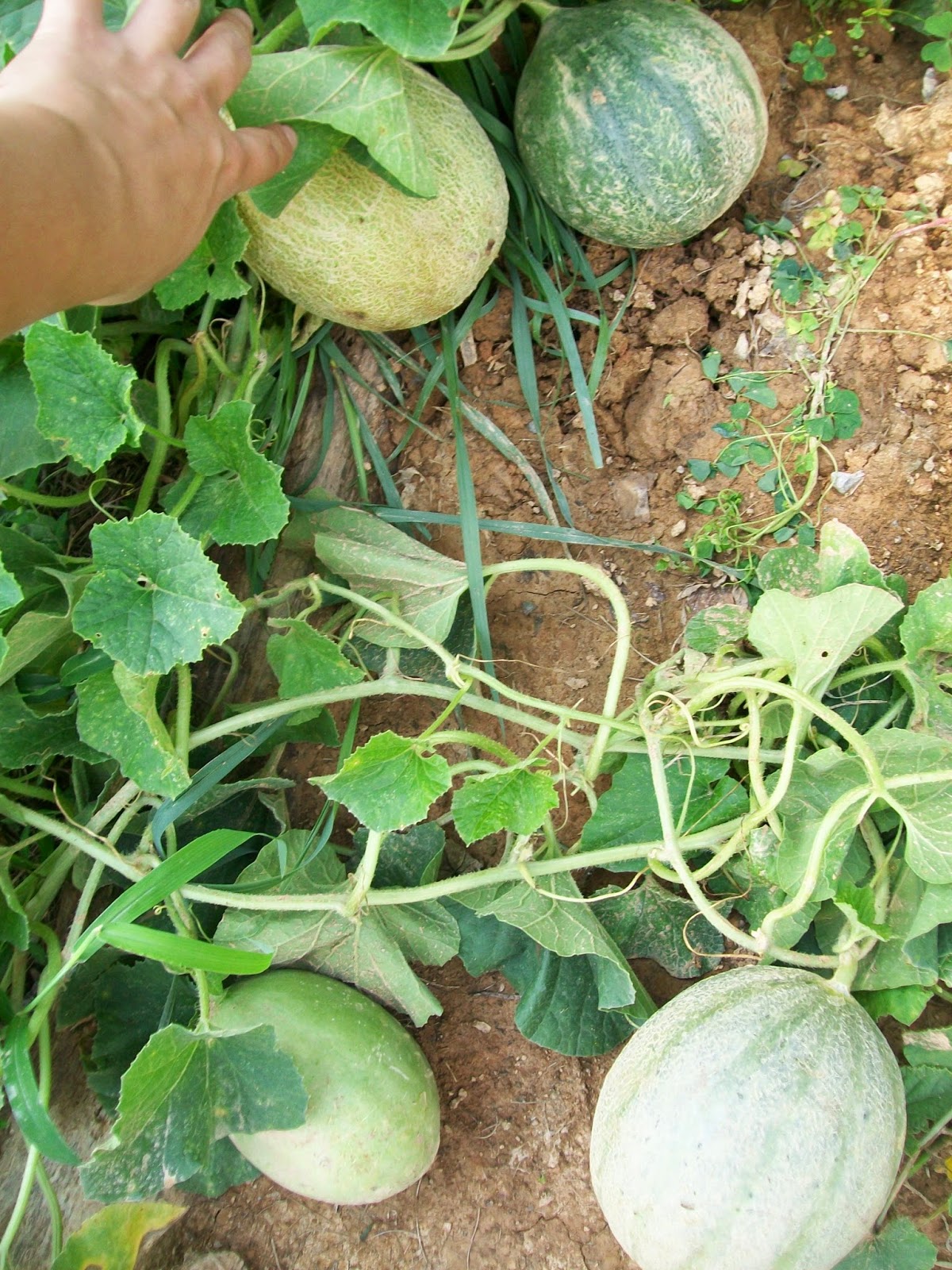 Vegans Living Off the Land: Fruit trees & Fruit bushes we are currently ...