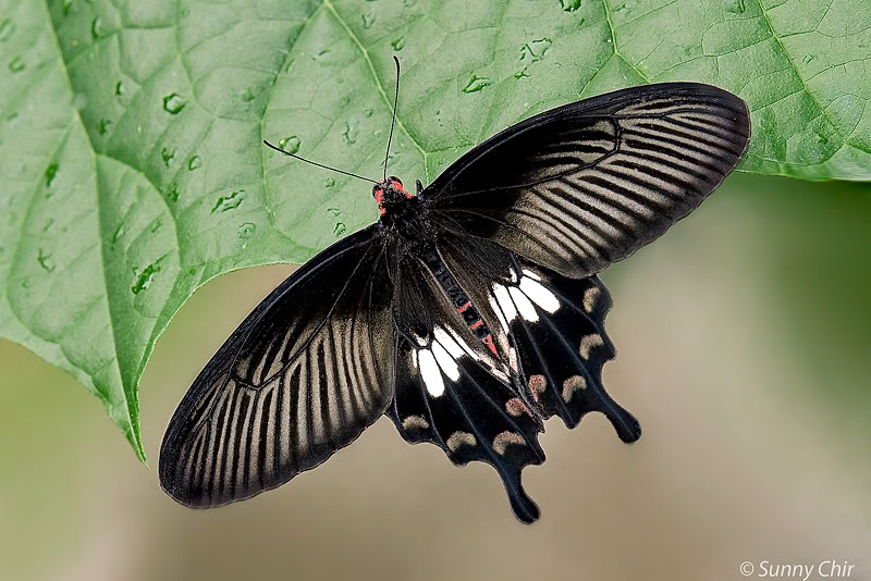Butterflies of Singapore: Life History of the Common Rose