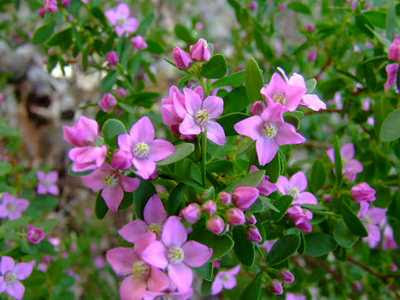 Beauty Of Flowers: Boronia