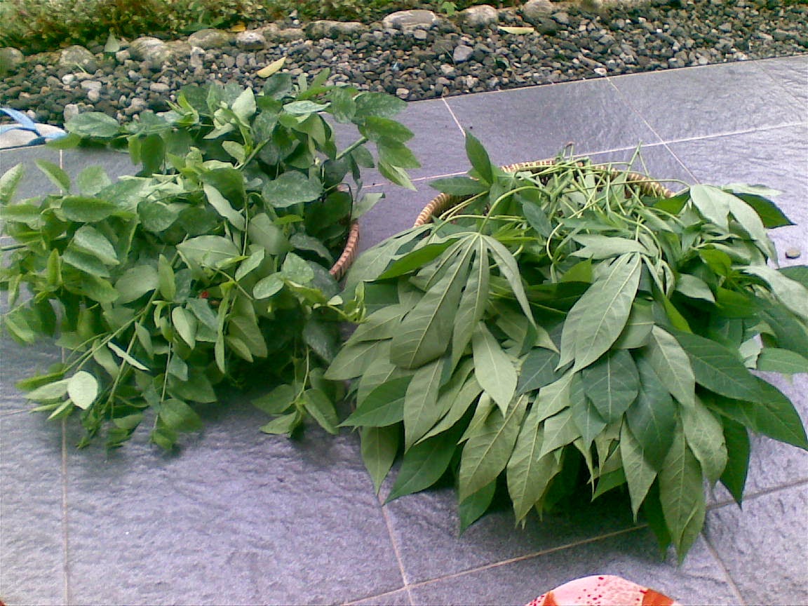 Endah Murniyati's Journey: GIFT OF THE WEEK : KATU AND DAUN SINGKONG