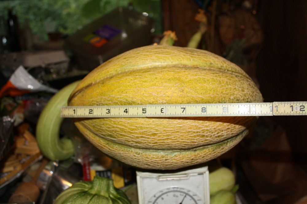 The Edible Garden: Harvest Monday